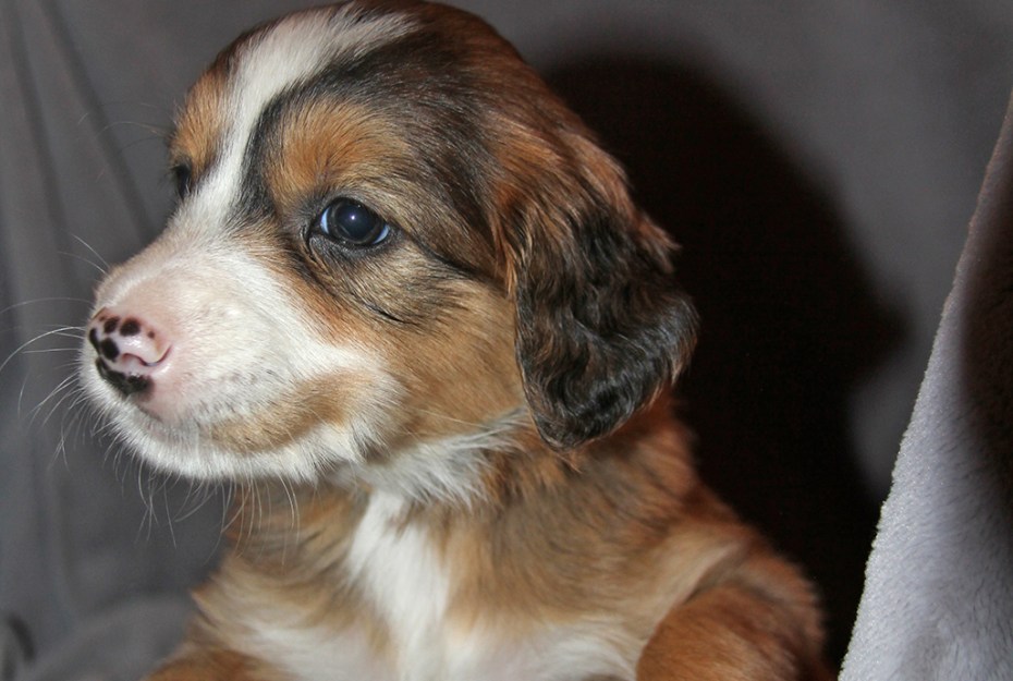 McGregor Goldens – Coltrievers or Golden Border Collie puppies in Lacey ...