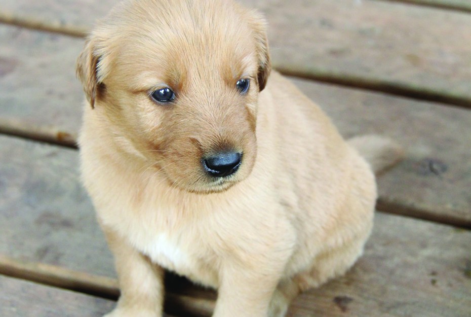McGregor Goldens – Coltrievers or Golden Border Collie puppies in Lacey ...