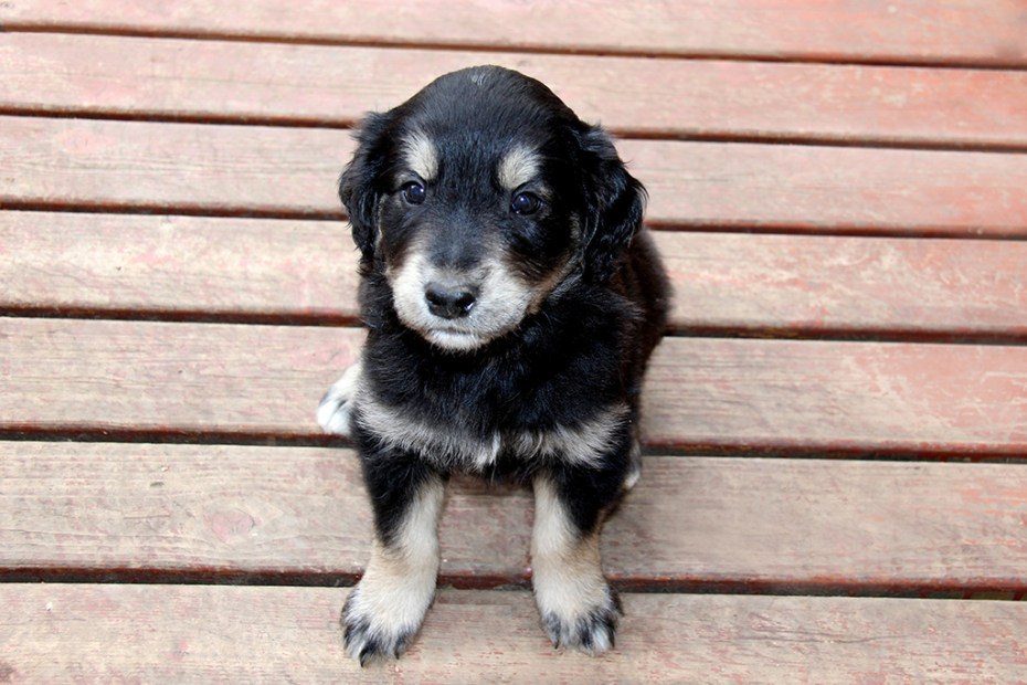 McGregor Goldens – Coltrievers or Golden Border Collie puppies in Lacey ...