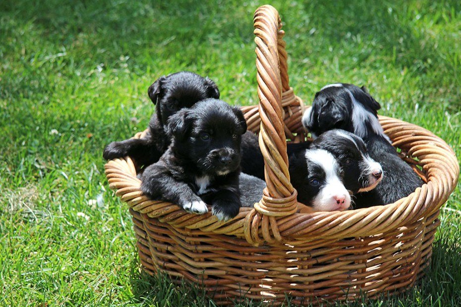 McGregor Goldens – Coltrievers or Golden Border Collie puppies in Lacey ...