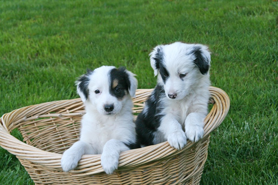 McGregor Goldens – Coltrievers or Golden Border Collie puppies in Lacey ...