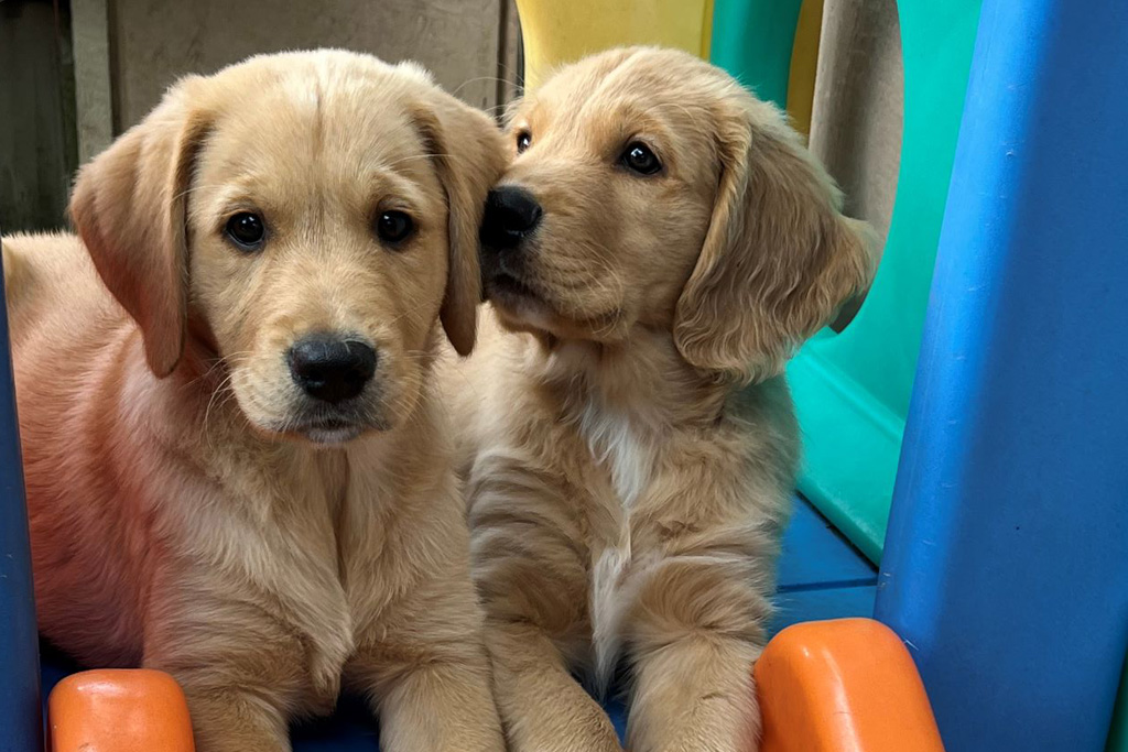 McGregor Goldens – Coltrievers or Golden Border Collie puppies in Lacey ...