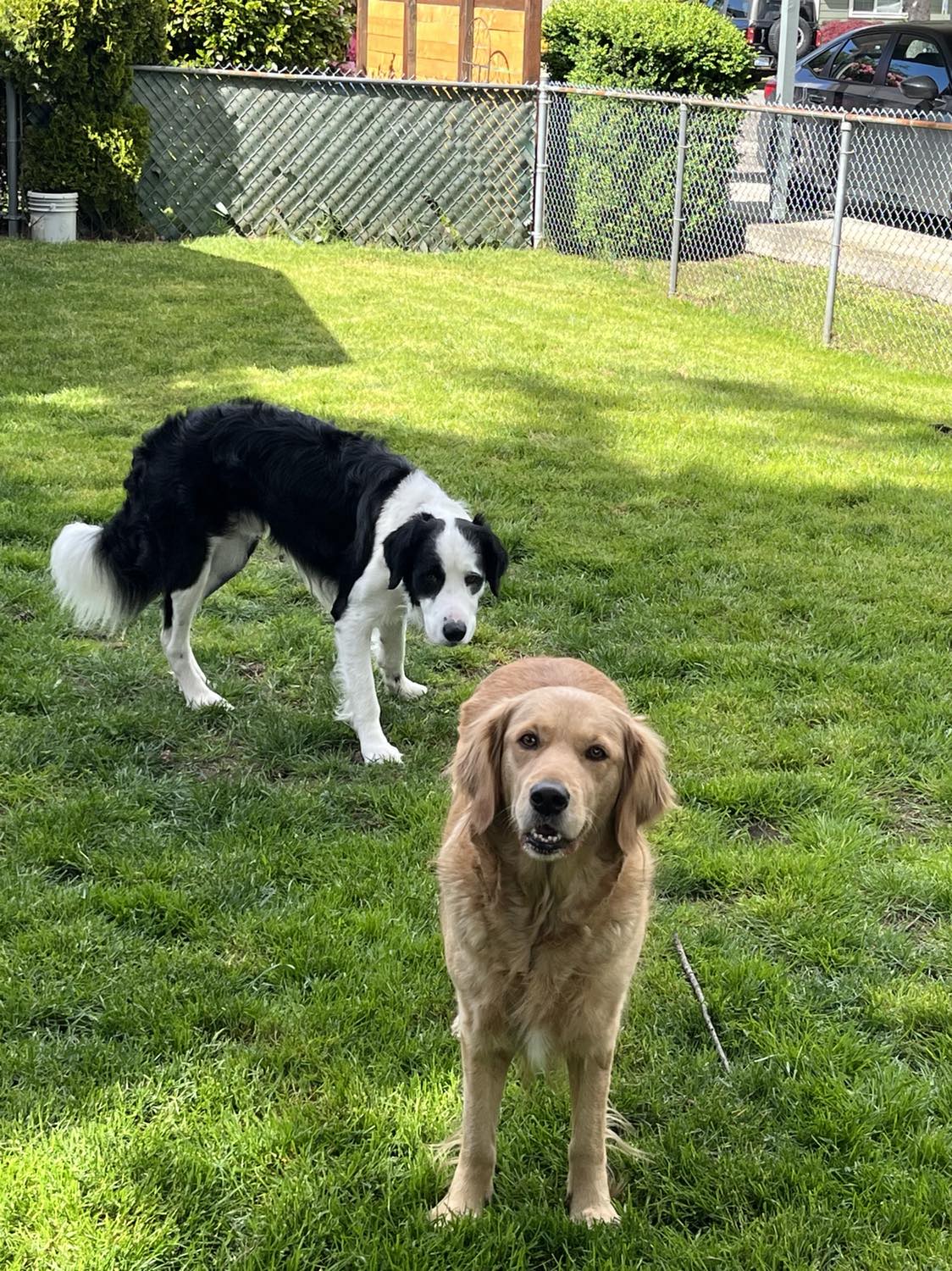 Available Puppies – McGregor Goldens
