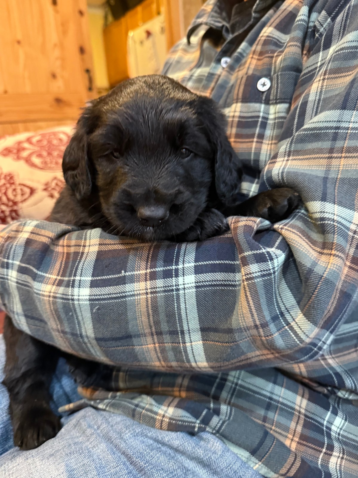 Available Puppies – McGregor Goldens