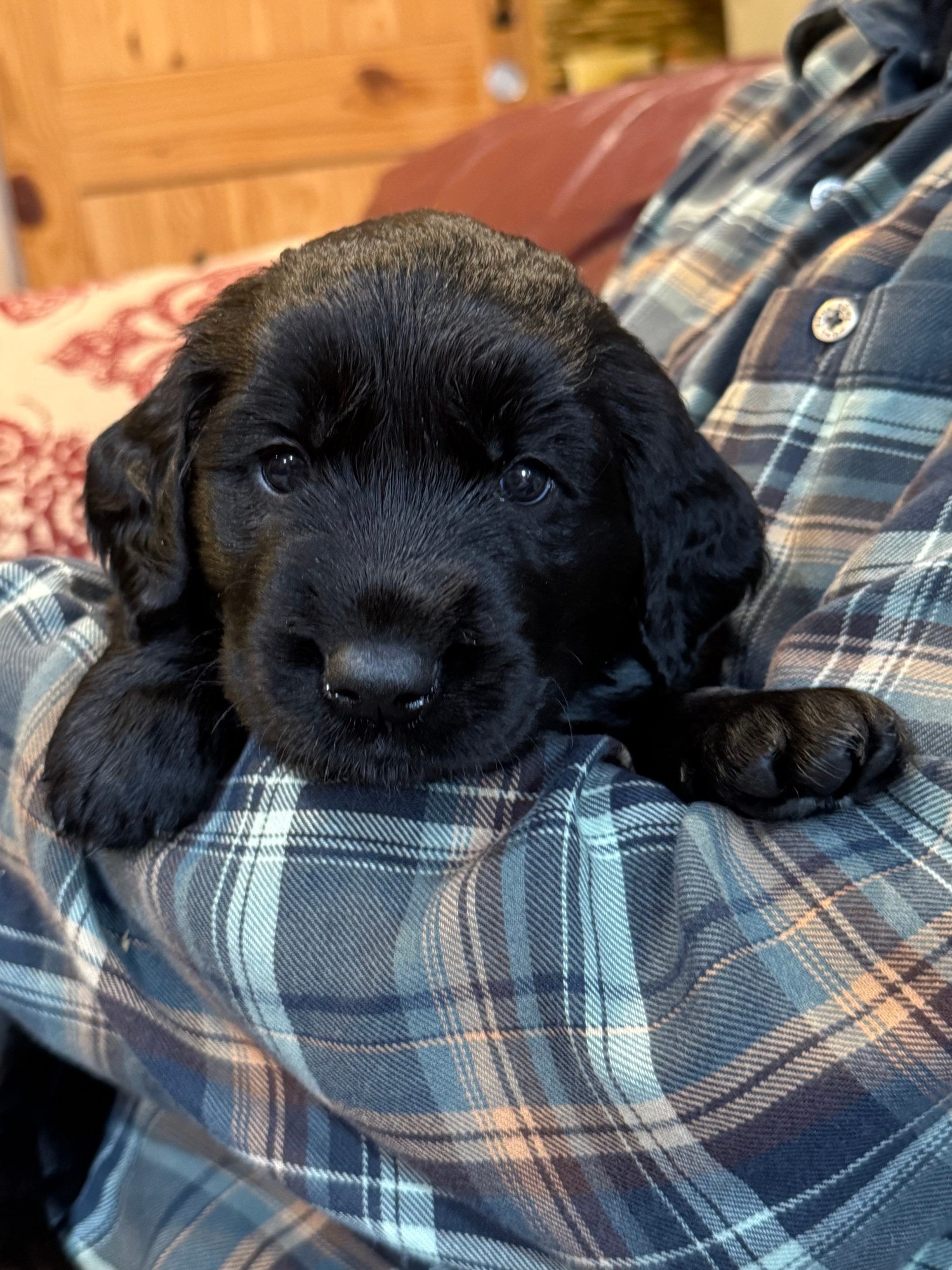 Available Puppies – McGregor Goldens